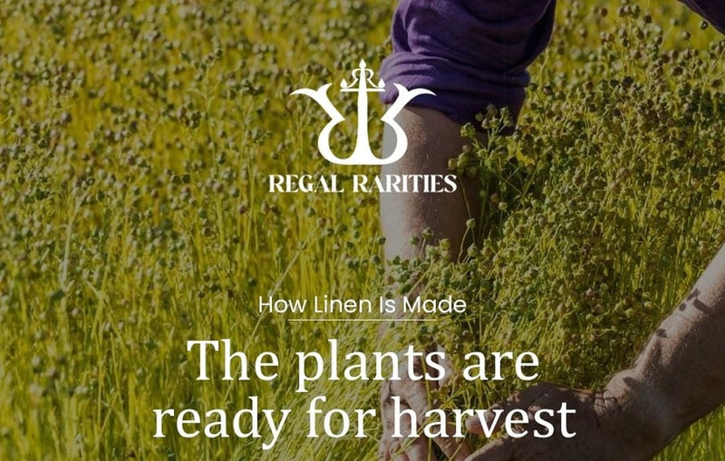 Details of Retting: Preparing the Flax Fibers for Linen Fabrics